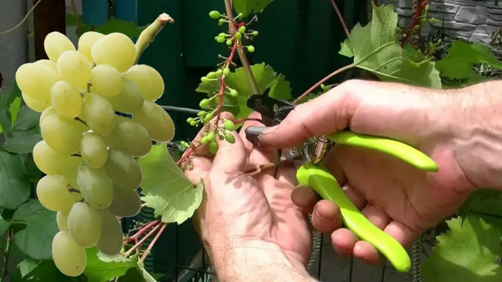 Summer Care for Grapes: Essential Tips for Optimal Growth – Organic ...