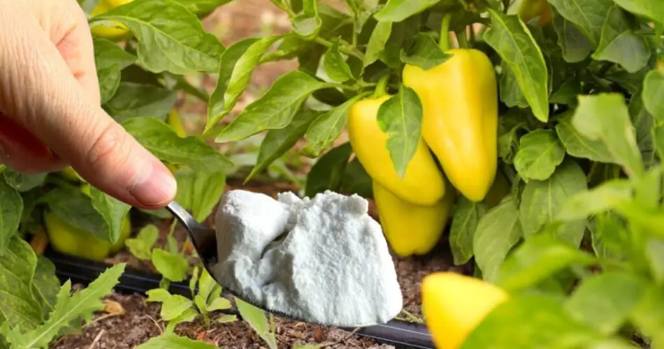 Grow Big, Fleshy, and Sweet Peppers with This Fertilizer! – Organic ...