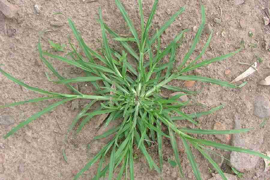 Goosegrass: Health Benefits and Uses – Organic Gardening Tricks