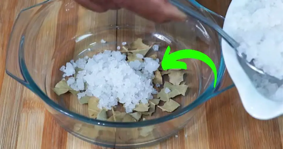 Salt and Bay Leaves, worth gold at home: the many hidden uses – Organic ...