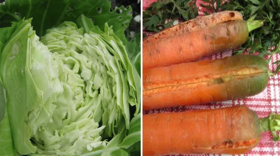 How to Prevent Cracking and Promote Healthy Growth of Cabbage and ...