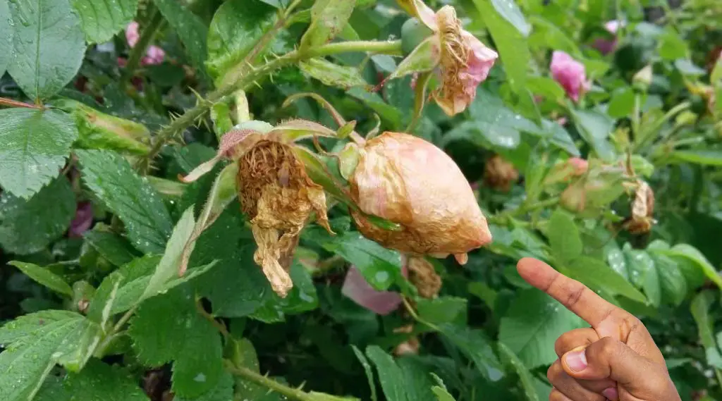 Why Rosebuds Have Not Bloomed Yet but Are Already Drying — And How to ...