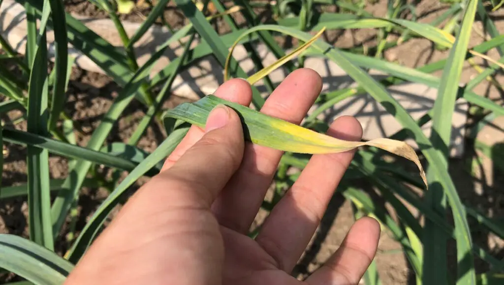 The Main Reasons Why Garlic and Onion Leaves Turn Yellow Ahead of Time ...