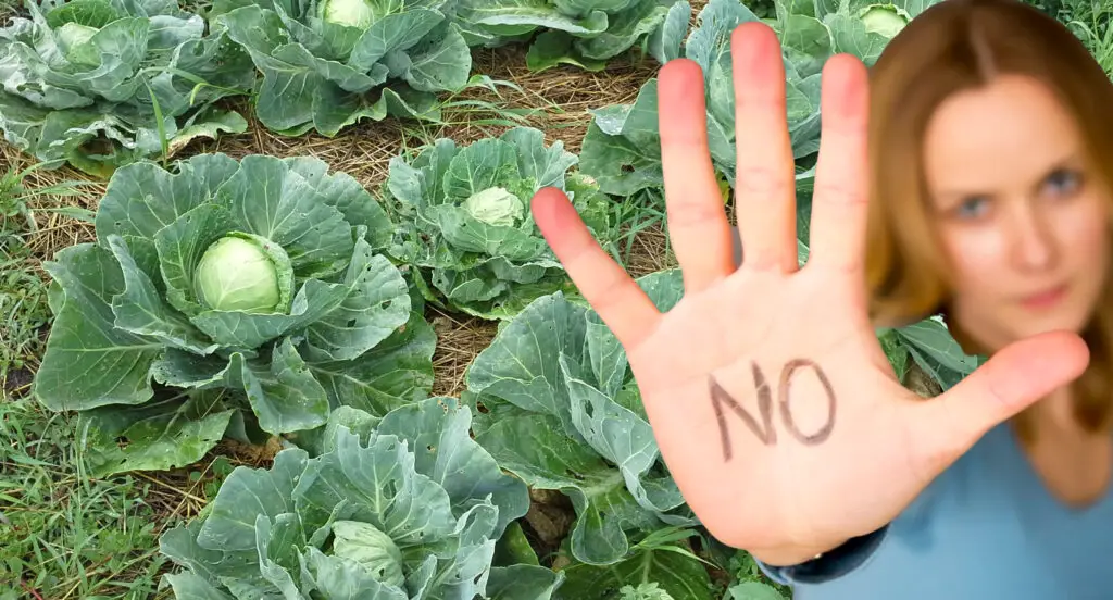 What Should Not Be Done When Growing Cabbage: Unfortunate Mistakes of ...