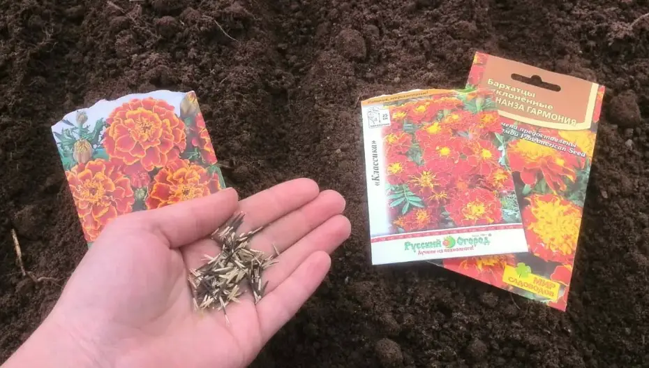 Sowing Marigold Seeds in November: Why It’s Better to Do It in Autumn ...