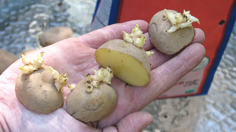 Spring Potato Germination: Essential Steps Before Planting – Organic ...