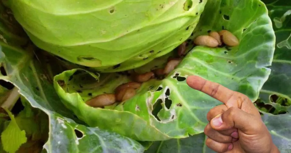 Methods of Combating Cabbage Pests: What to Treat to Save Your Crop – Organic Gardening Tricks