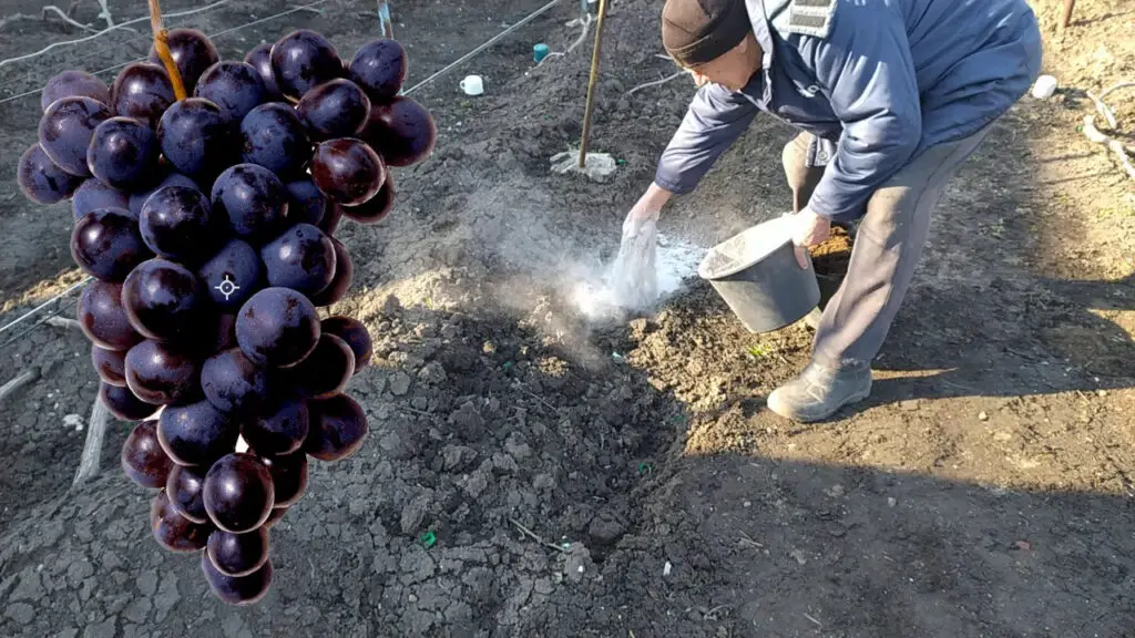 The First Feeding of Grapes in Early Spring: How to Do It Correctly and ...