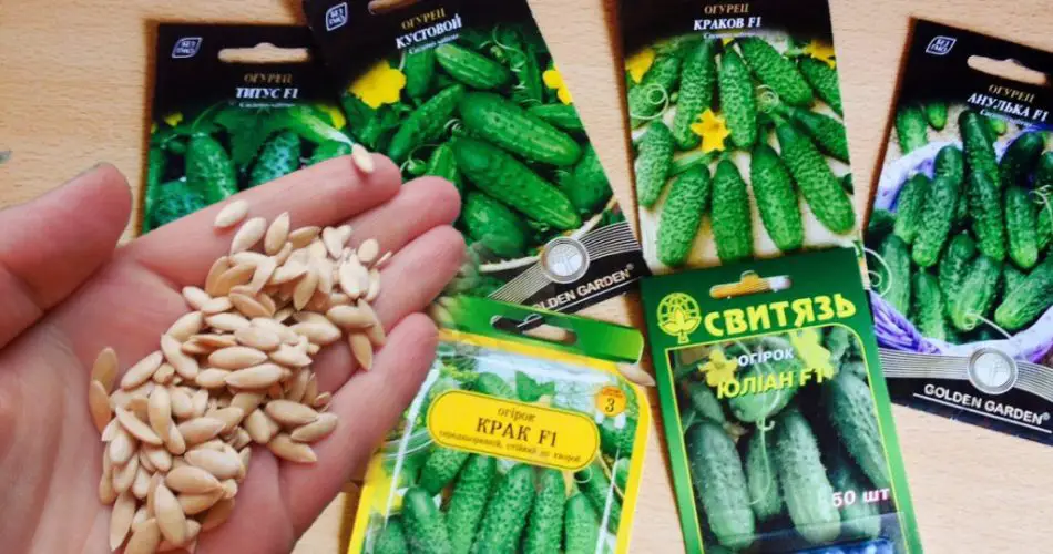 How to Choose Cucumber Seeds for Planting: Ensure a Bountiful Harvest ...