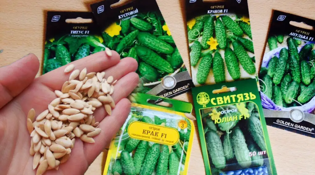 How to Choose Cucumber Seeds for Planting: Ensure a Bountiful Harvest ...