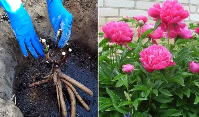 How To Plant A Peony Root