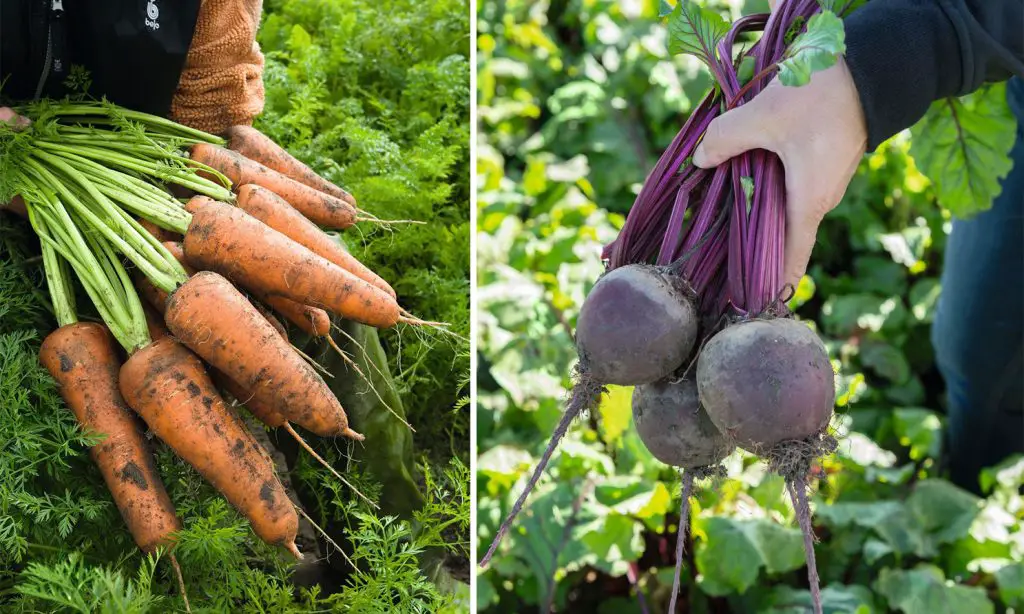 When to Remove Beets and Carrots from the Bed: The Best Time for Long ...