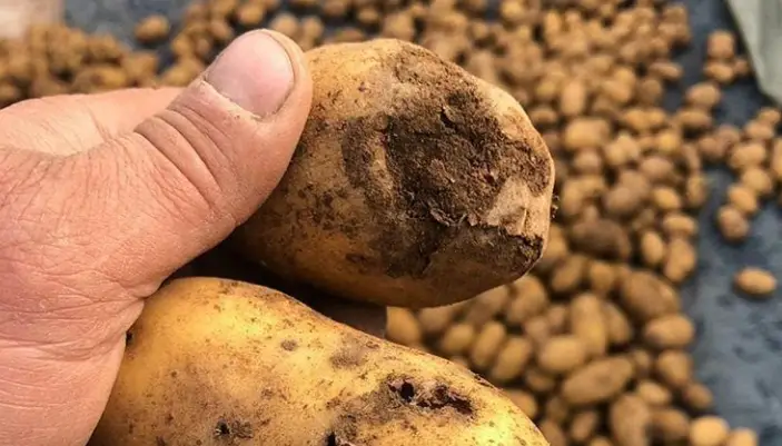 What to Do if the Potatoes Begin to Rot Immediately After Harvesting ...