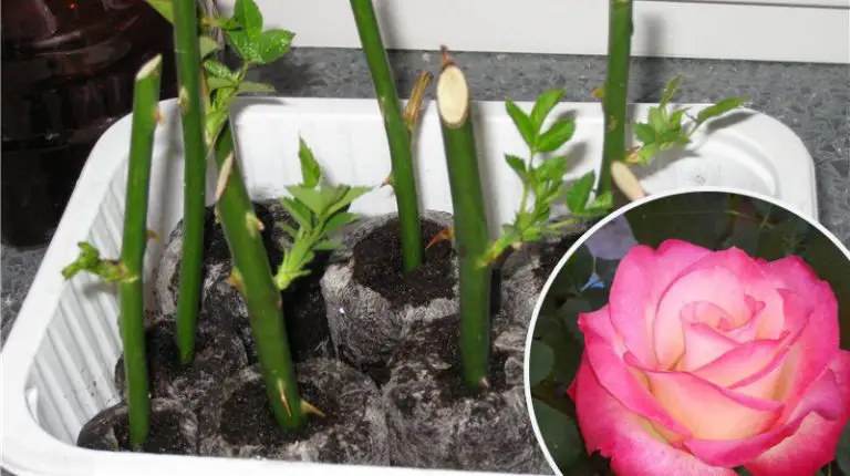 How to Properly Propagate Roses by Cuttings: A Simple Rooting Method ...