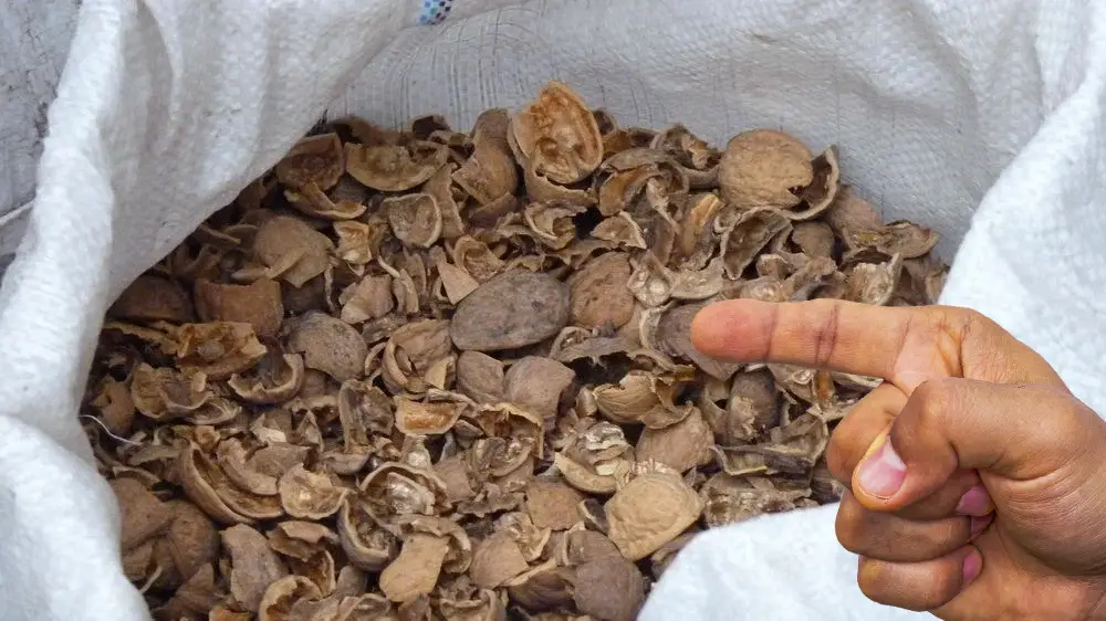 Walnut Shell as a Fertilizer: Secrets of Effective Use – Organic ...