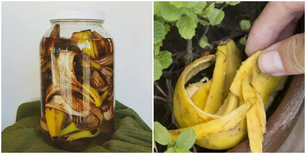 How to Use Banana Peels to Nourish Indoor Plants – Organic Gardening Tricks