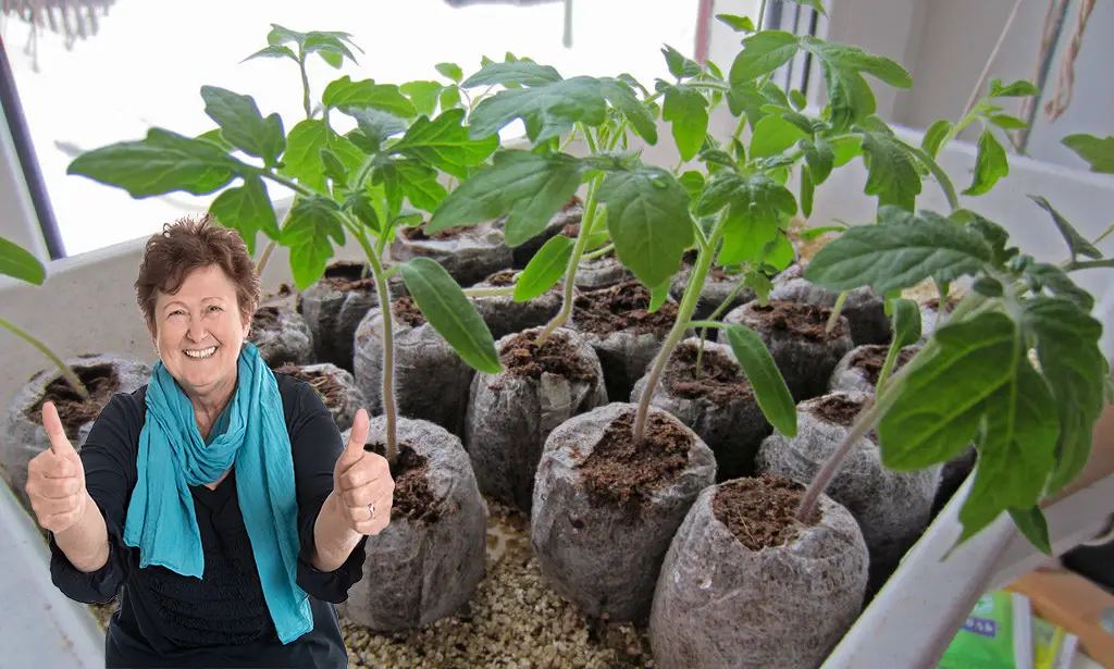 Essential Rules for Growing Healthy and Strong Tomato Seedlings This ...