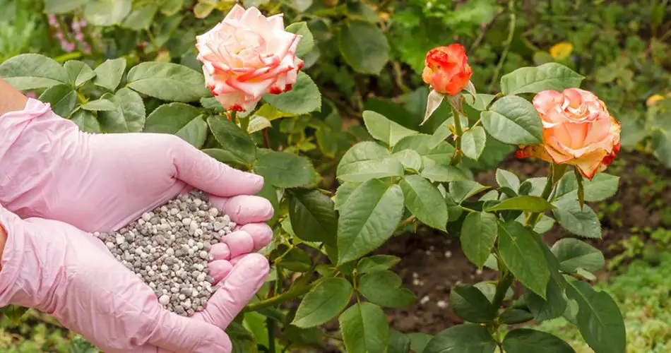 5 Tips to Help Make Your Roses Bloom All Summer Long – Organic ...