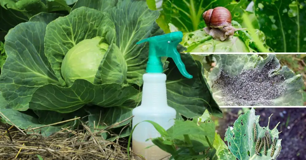 Effective Methods to Protect Cabbage from Pests and Diseases: A Guide ...