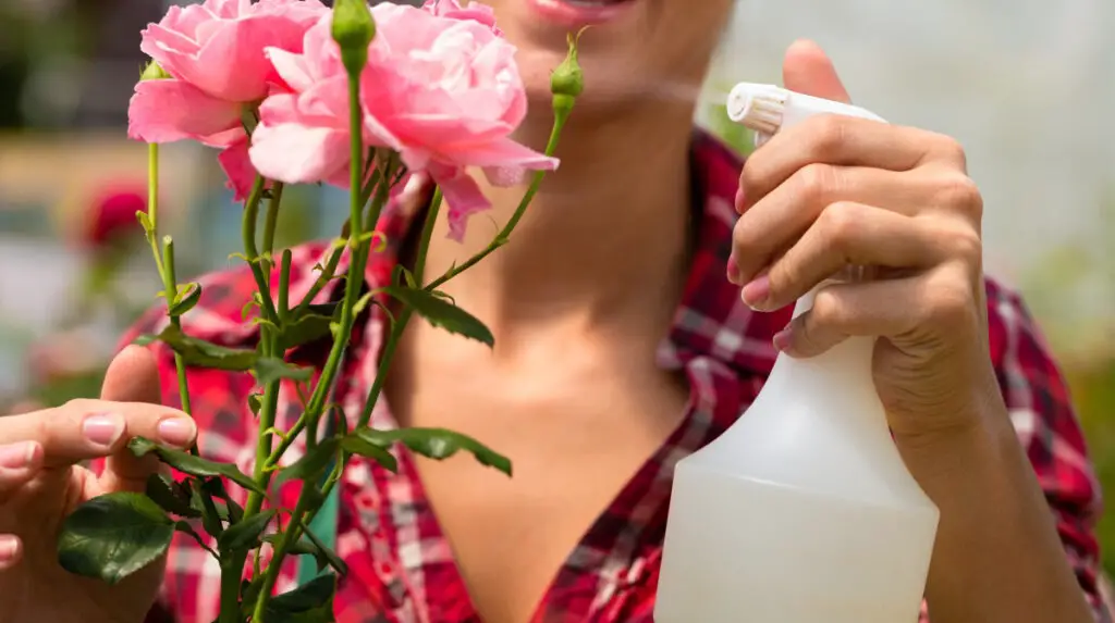 How to Spray Roses for Beautiful Blooms and Disease Prevention: 3 ...