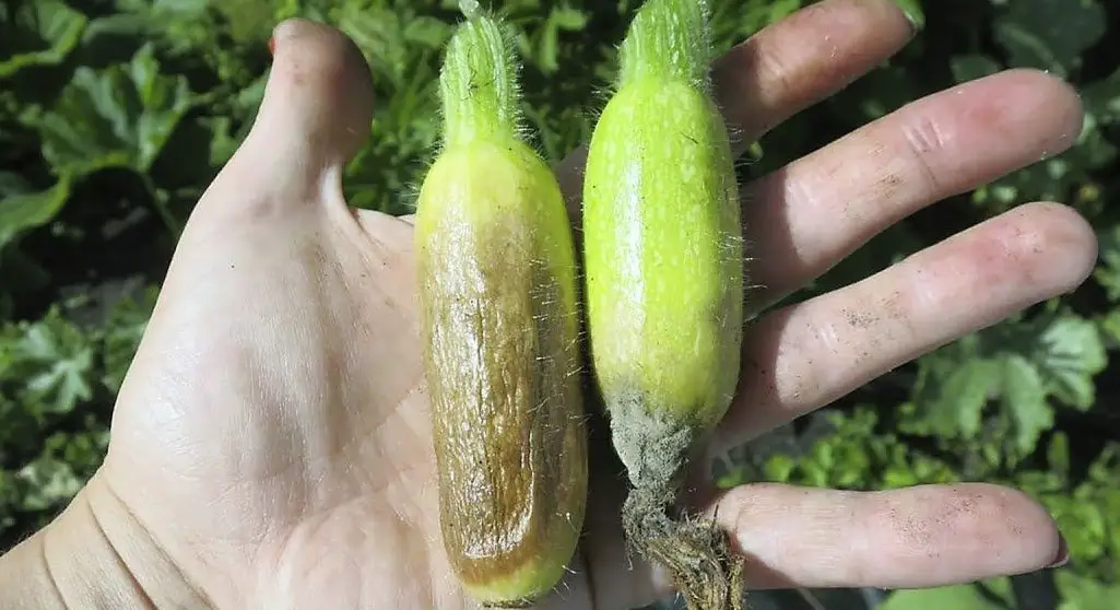 What Needs to Be Done to Prevent Zucchini from Rotting and Turning ...