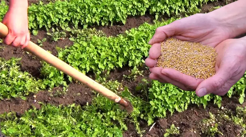 Rules for Sowing Siderates in the Fall: Which Seeds to Choose for ...