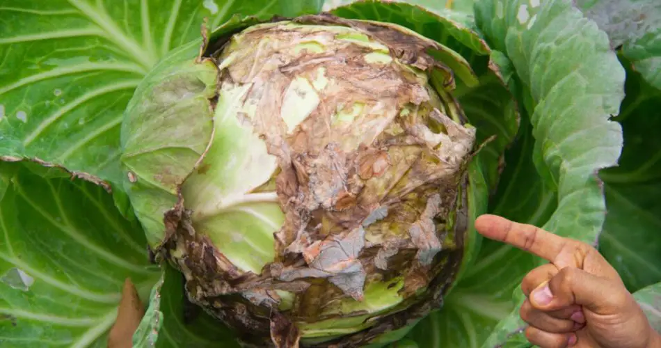 How to Fight Rot on Cabbage: Tips to Help Protect Your Harvest ...