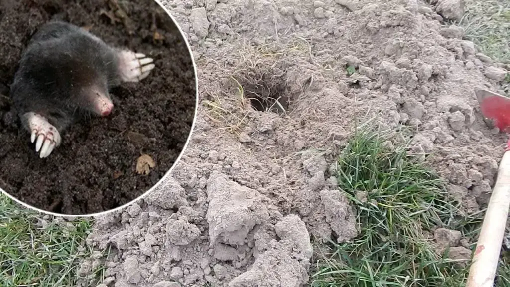 Autumn Mole Battle: How to Drive Them Away Using an Unusual Yet ...