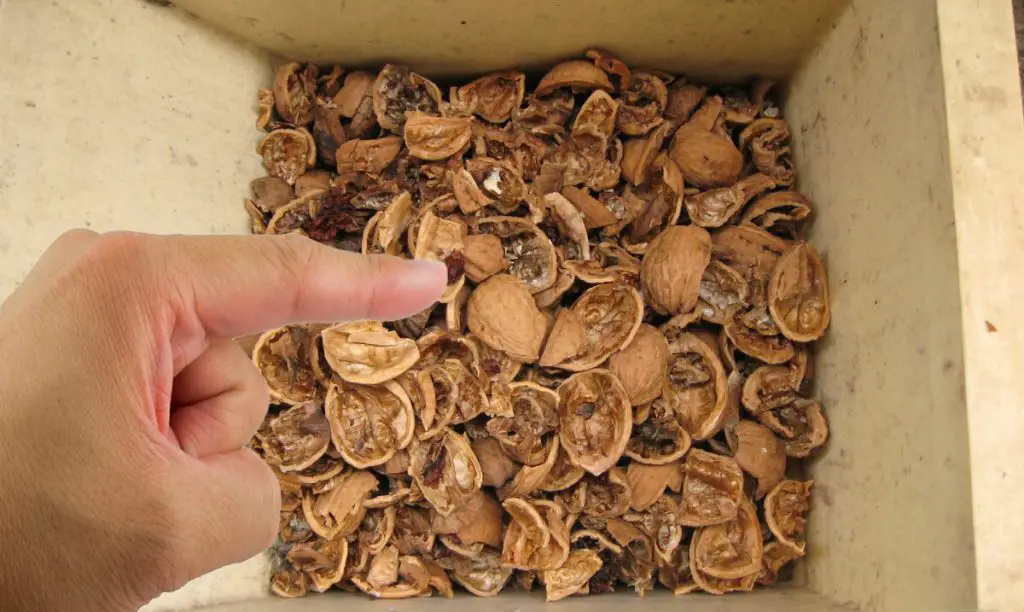 Uses of Nut Shells in Gardening: Mulch, Drainage, and Fertilizer ...