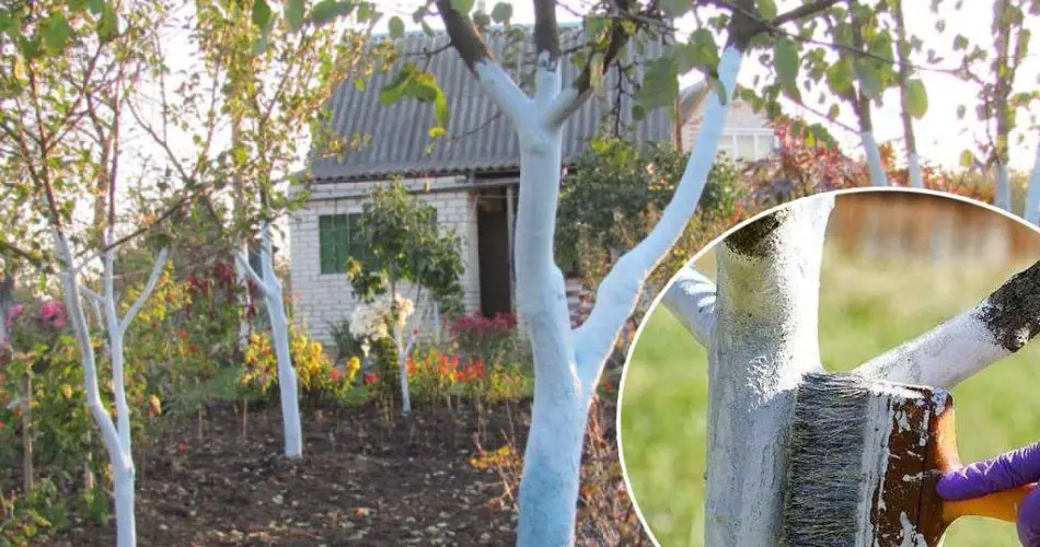 Don’t Forget to Beat the Spring Tree: Protect Your Fruit Trees from ...