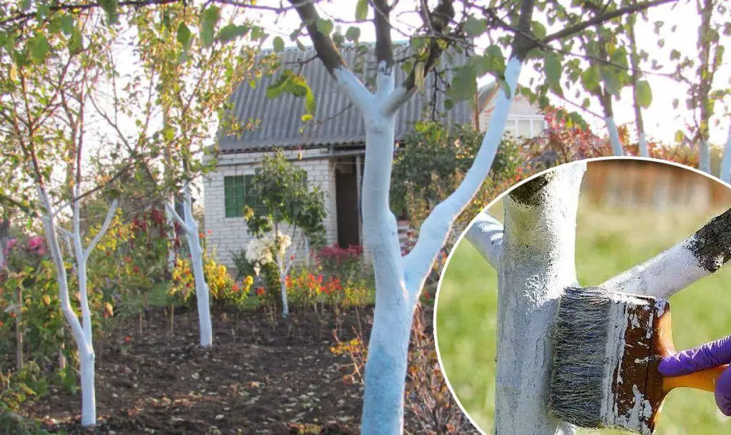 Don’t Forget to Beat the Spring Tree: Protect Your Fruit Trees from ...