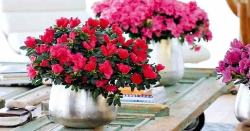 How to Care for Your Azalea at Home: Tips for a Healthy and Vibrant ...