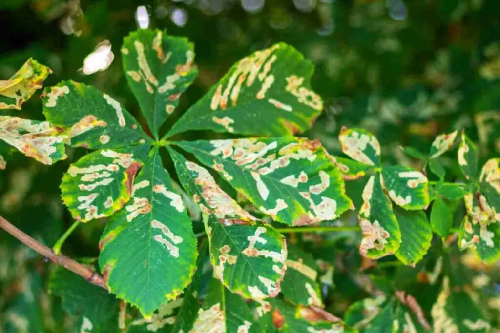 Spotted Leaves? Here’s What It Means and How to Act Immediately ...