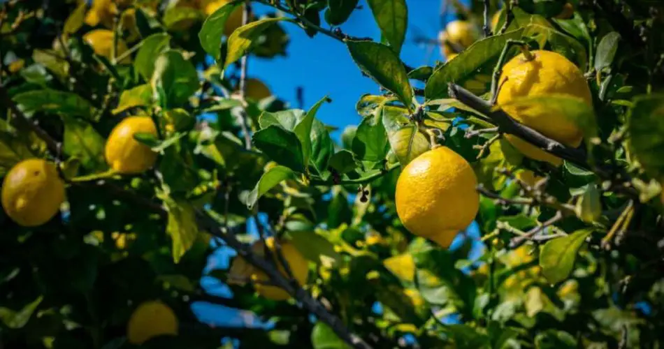 How to Make Perfect Lemon Tree Fertilizer at Home: A Simple Guide ...
