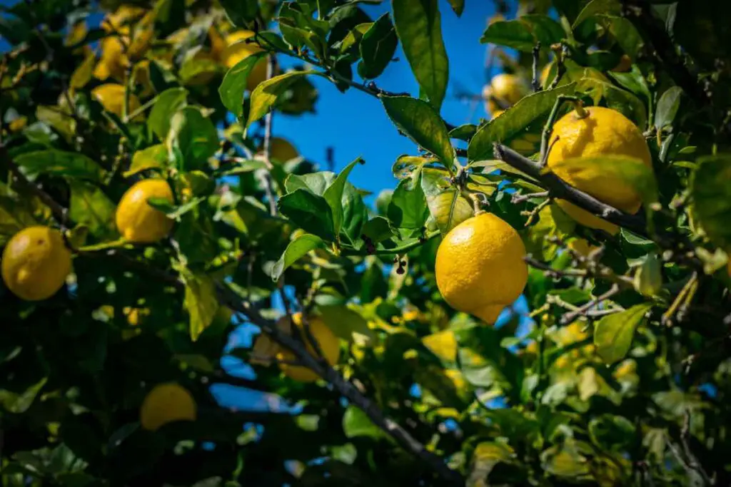 How to Make Perfect Lemon Tree Fertilizer at Home: A Simple Guide ...