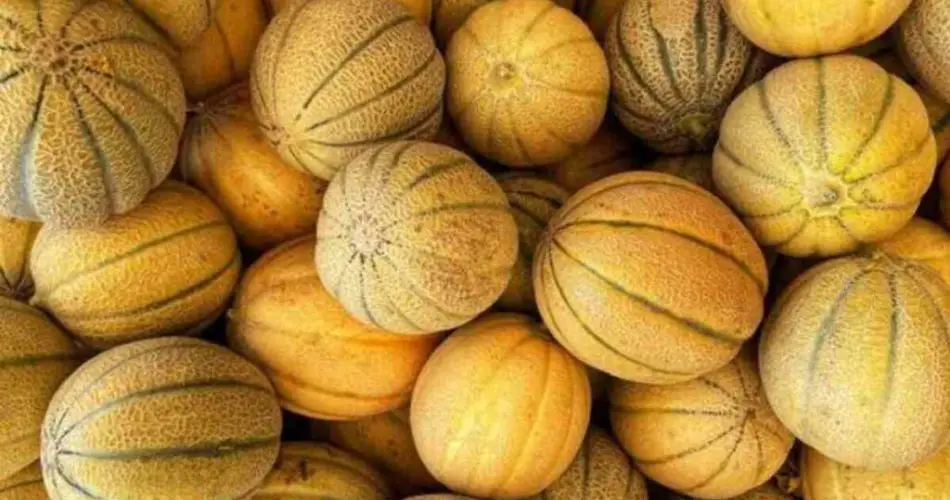 How to Pick the Perfect Melon: A Guide to Supermarket Success – Organic ...