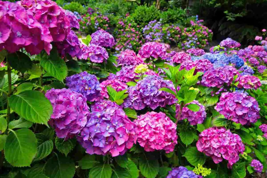 Hydrangea Heaven: Tips and Tricks for Thriving, Lush Blooms – Organic ...
