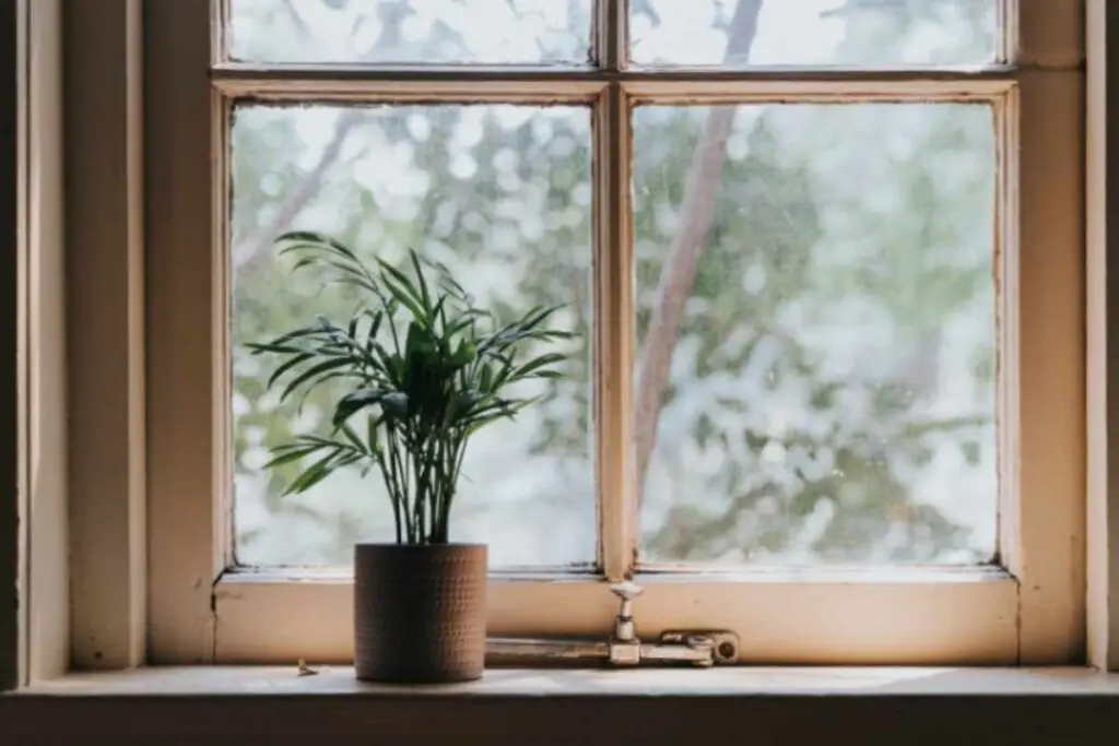 Don’t Condemn Your Plants to Death: Best Plants for Low-Light Homes ...