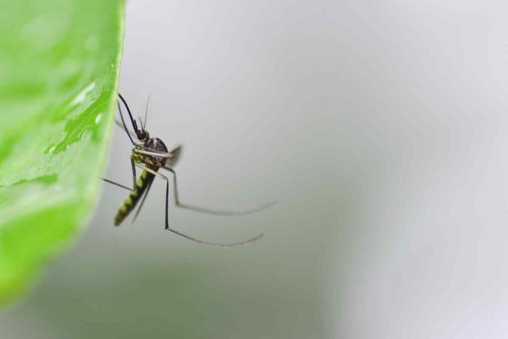The Japanese Method to Keep Mosquitoes Away: A Simple Trick for a New ...