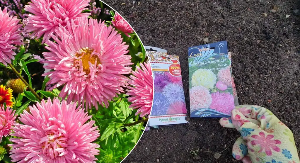 How to Sow Asters in the Fall for Beautiful Blooms Next Year – Organic ...