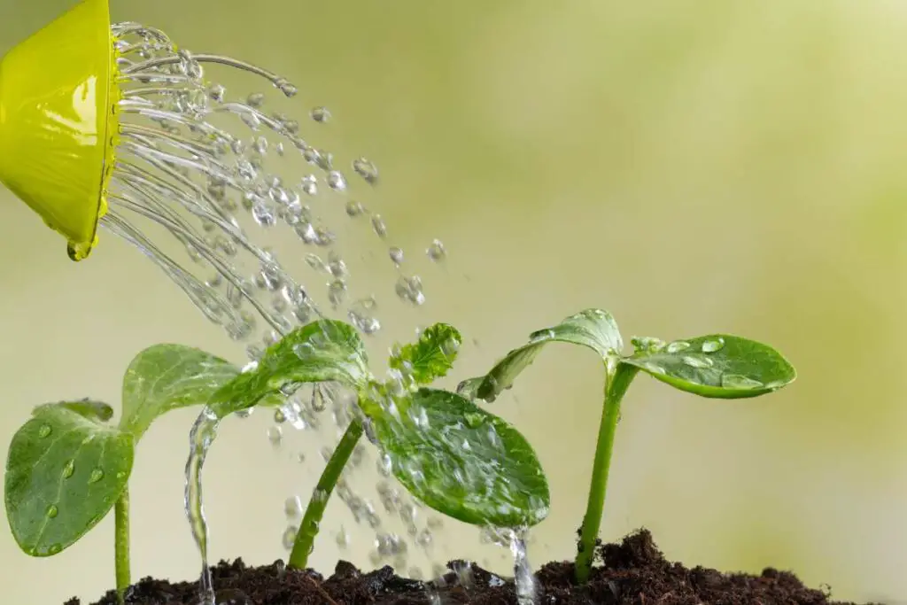 Going on Vacation? Here’s How to Keep Your Plants Watered While You’re ...