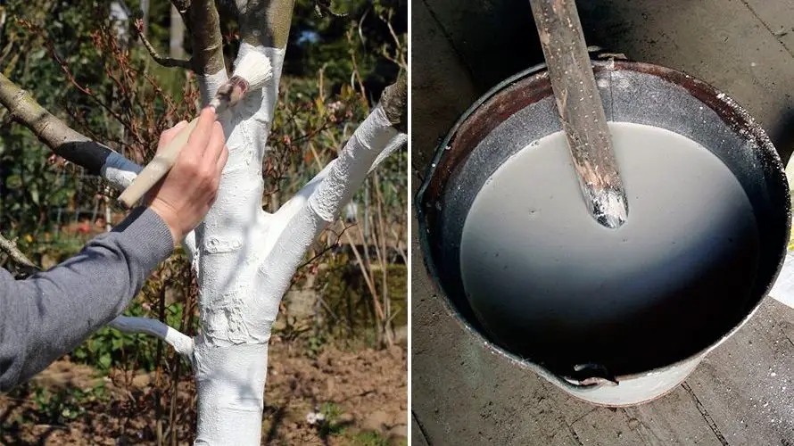 How to Properly Prepare and Apply Whitewash to Protect Fruit Trees ...