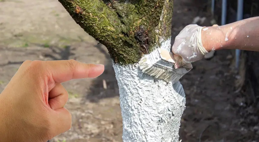 How to Properly Beat and Whitewash Trees: Essential Tips for Gardeners ...