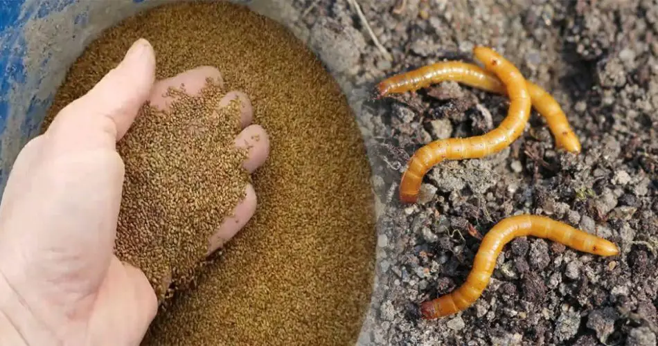 Effective Ways to Combat Wireworms and Beetles in Your Garden This Fall ...