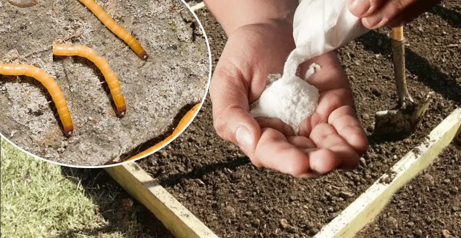 Fall Garden Tasks to Prevent Wireworm Damage Next Year – Organic ...