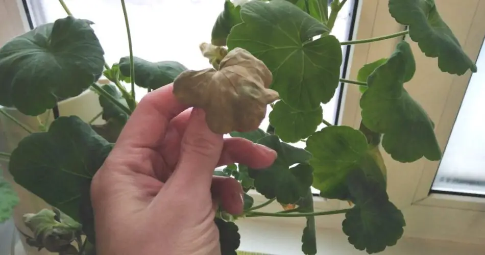 Understanding Yellowing Leaves in Geraniums: Causes and Recovery Tips ...