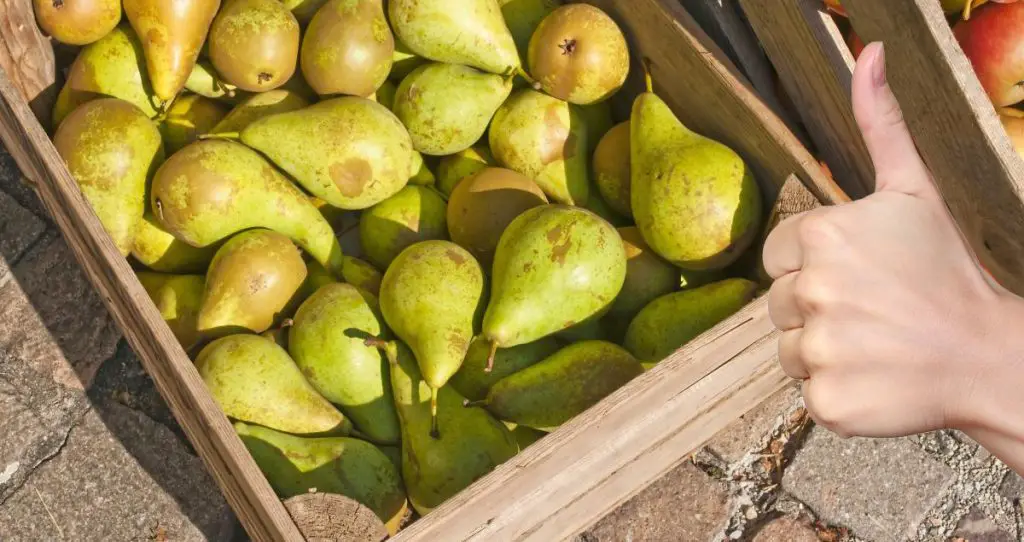 How to Keep Pears Juicy and Fresh: Tips for Long-Term Storage – Organic ...