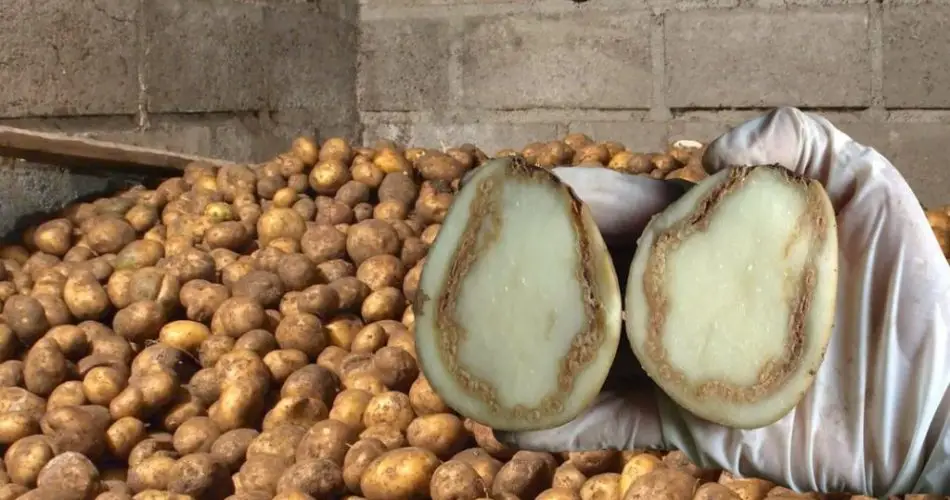 Prevent Potato Rot: Common Mistakes and How to Avoid Them – Organic ...