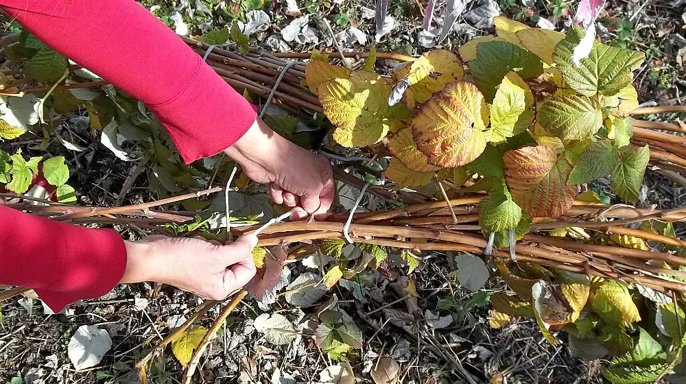 How to Prepare Raspberries for Winter: 6 Essential Steps for a ...