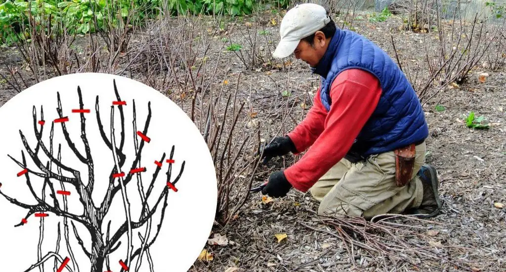 How to Properly Trim Your Currant Bushes Before Winter: Essential ...